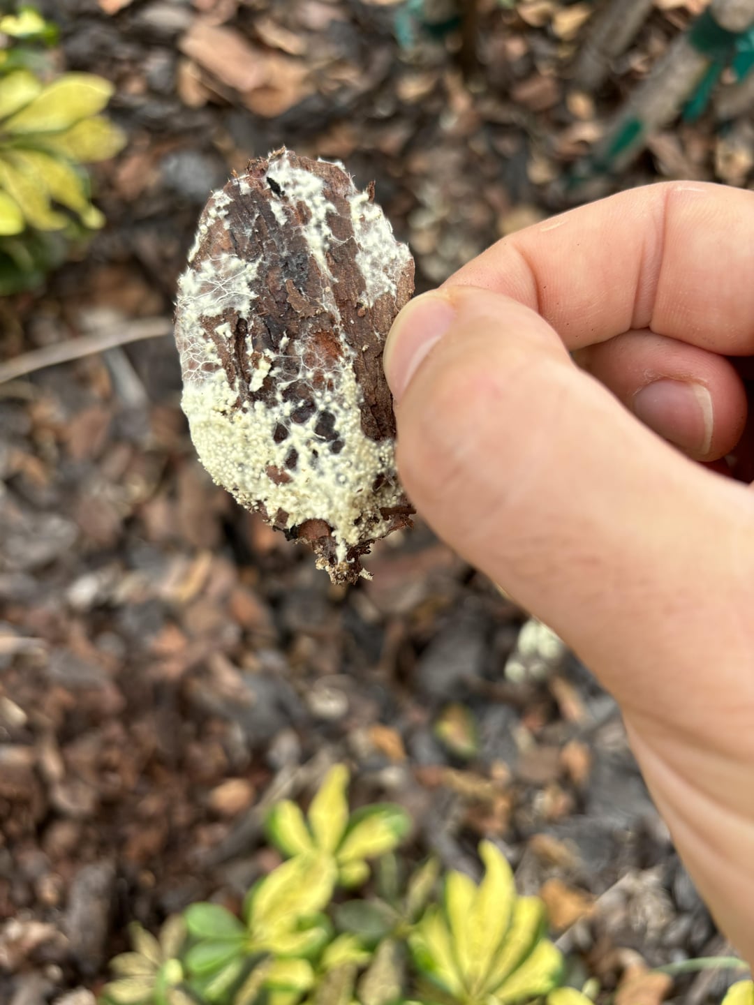 What is this Yellowish fuzzy egg looking thing under my mulch? - All ...