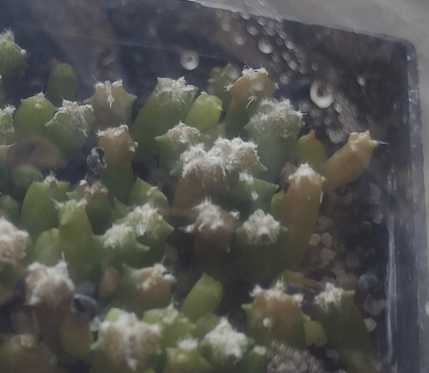 In what way does an etiolated seedling grow when light is increased ...