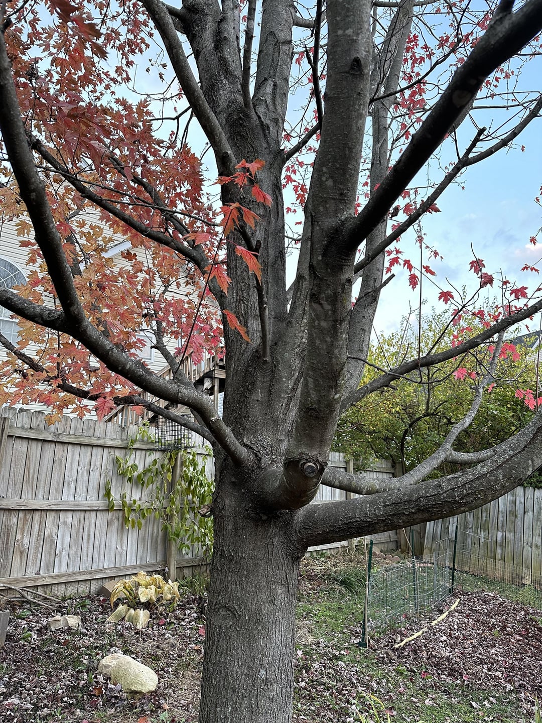 Is my red maple dying? - All For Gardening