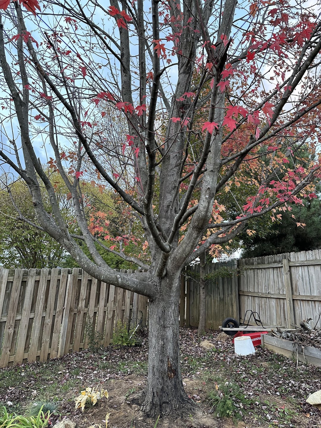 Is my red maple dying? - All For Gardening