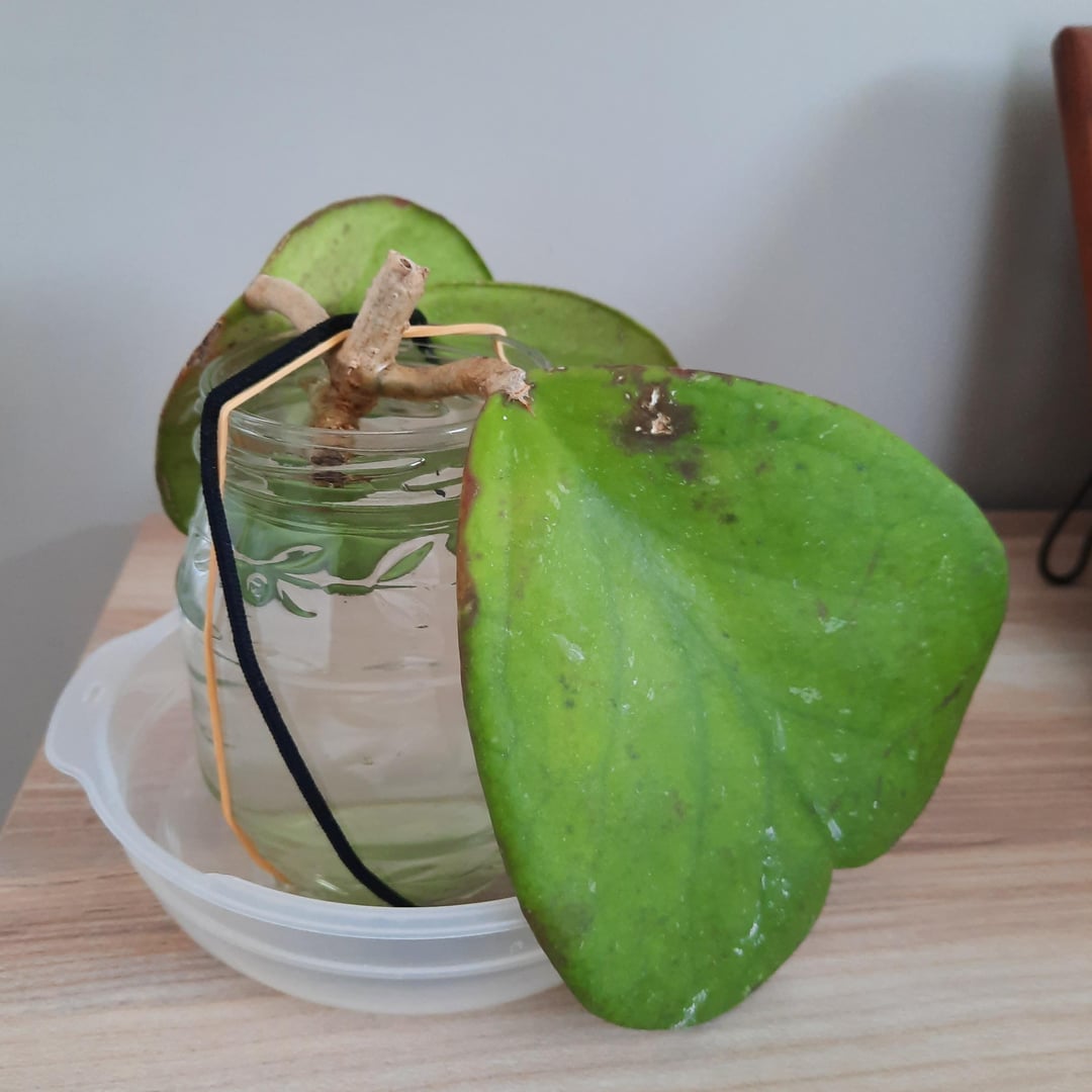 Hoya kerrii with root rot 🙁 is she salvageable, or too far gone? - All ...