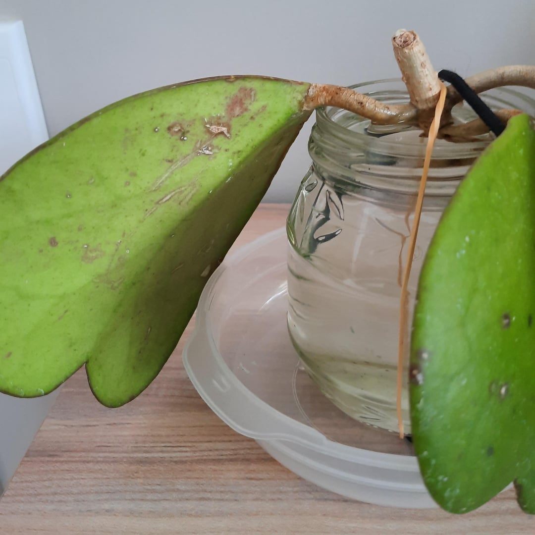 Hoya kerrii with root rot 🙁 is she salvageable, or too far gone? - All ...