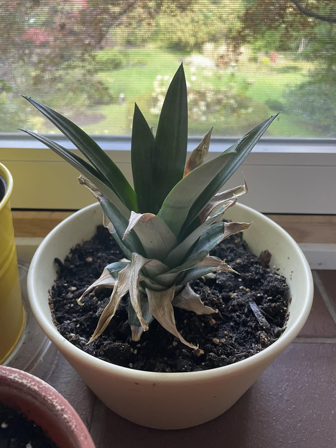 What is causing the outer leaves of my pineapple plant to turn brown ...