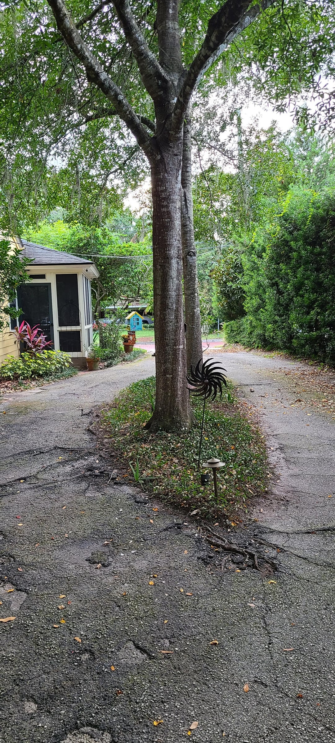Tree roots in driveway - All For Gardening
