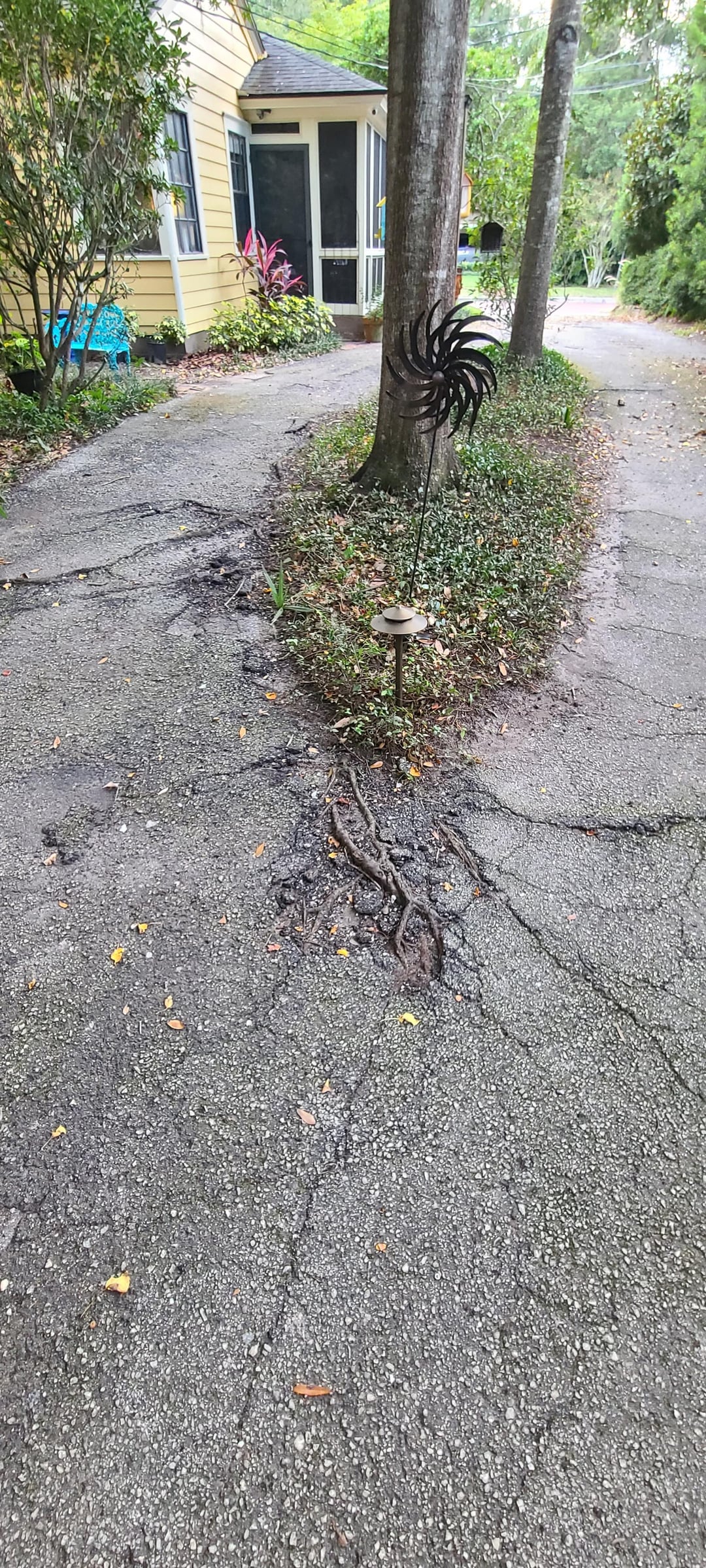 Tree roots in driveway - All For Gardening