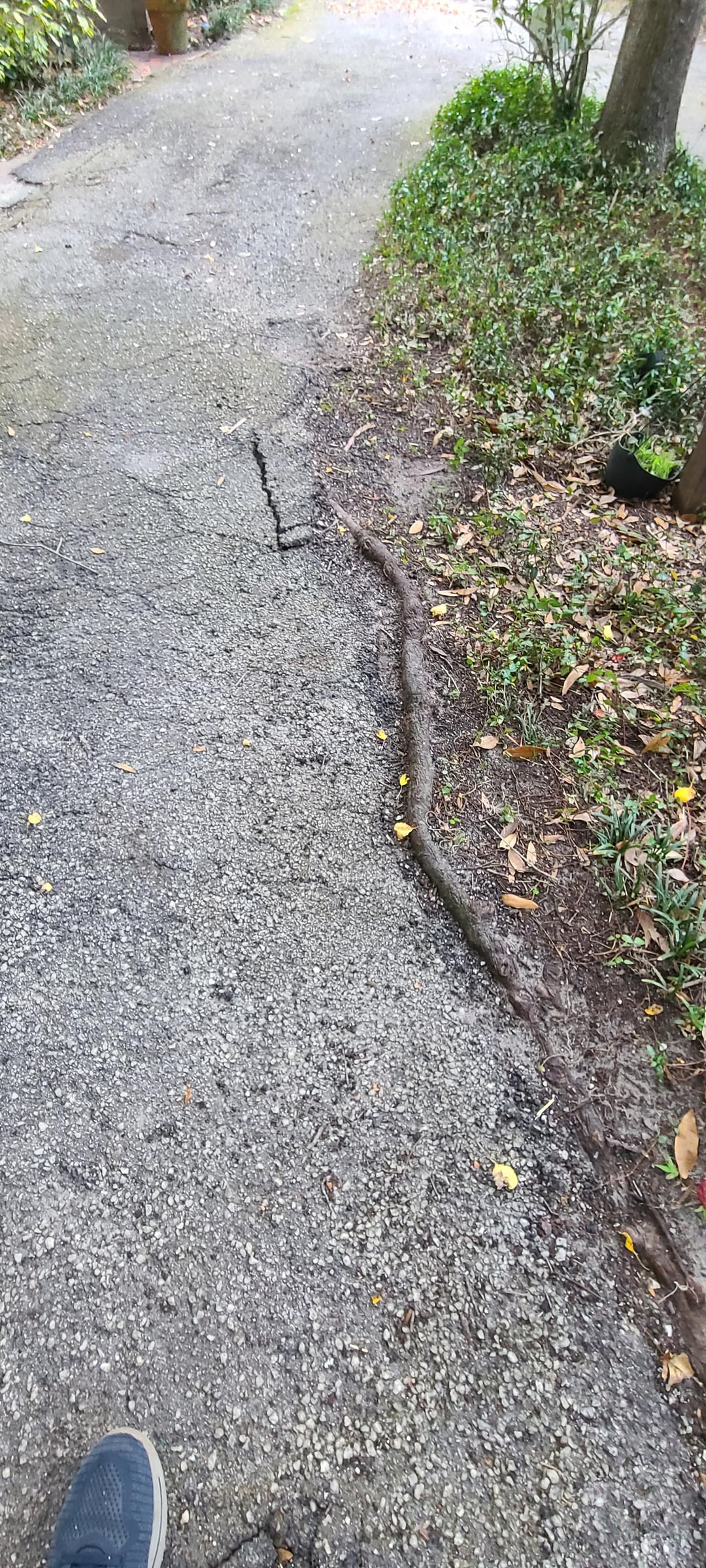 Tree roots in driveway - All For Gardening