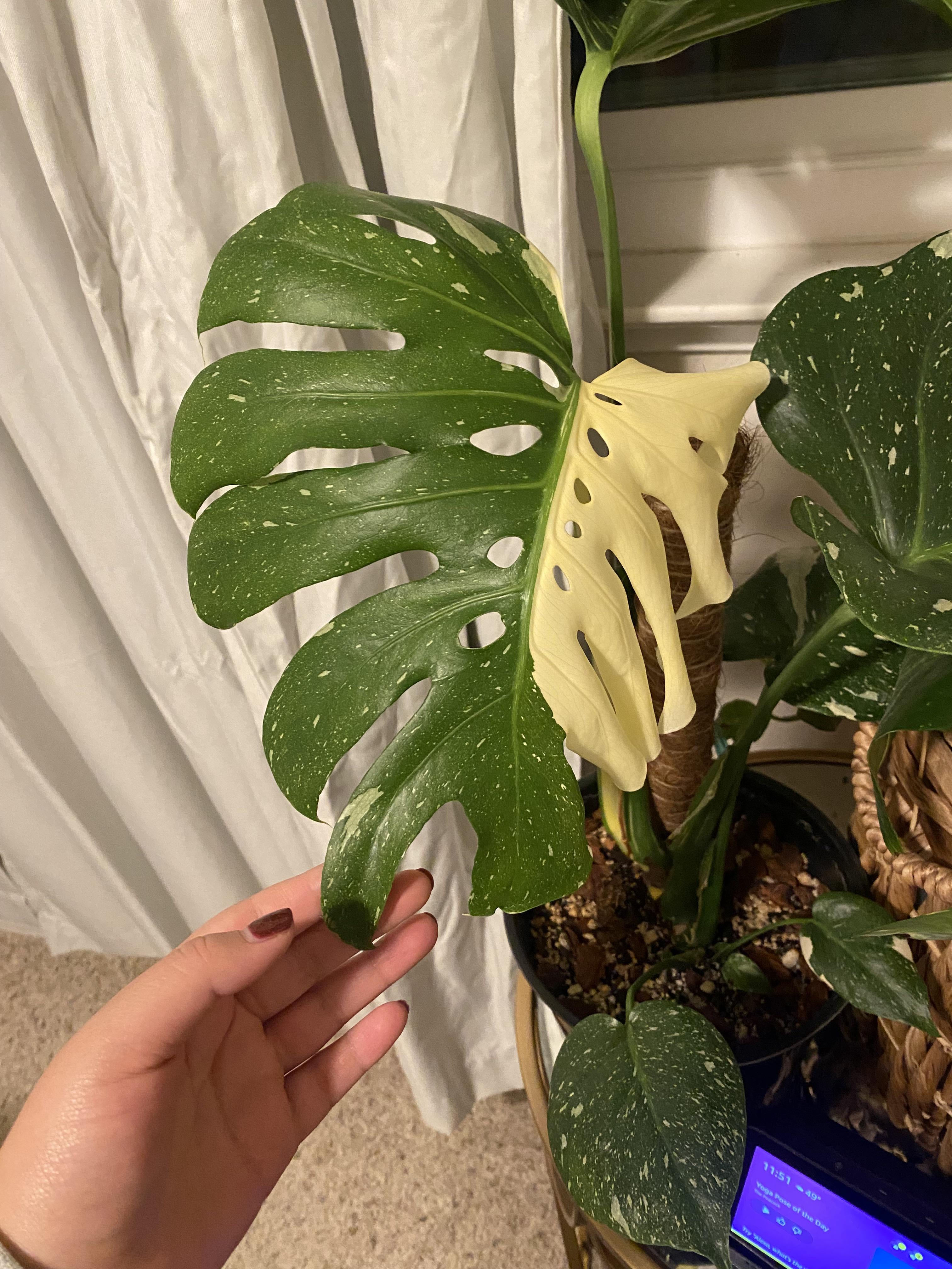 Help! Why are the light colored parts of my Monstera Thai constellation ...