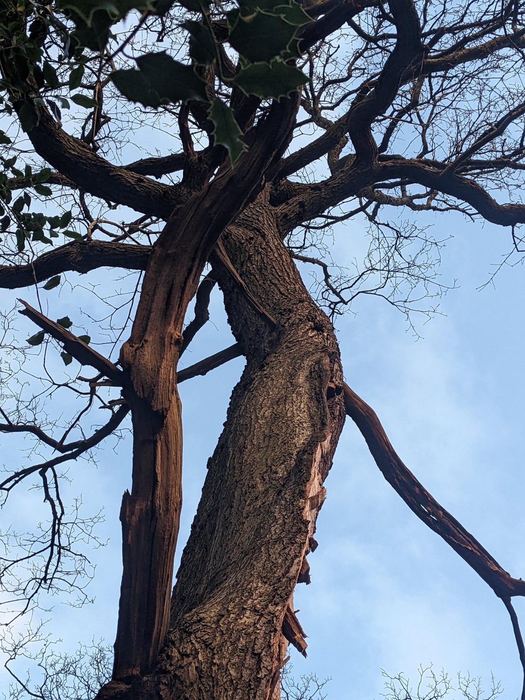How dangerous is this tree? - All For Gardening