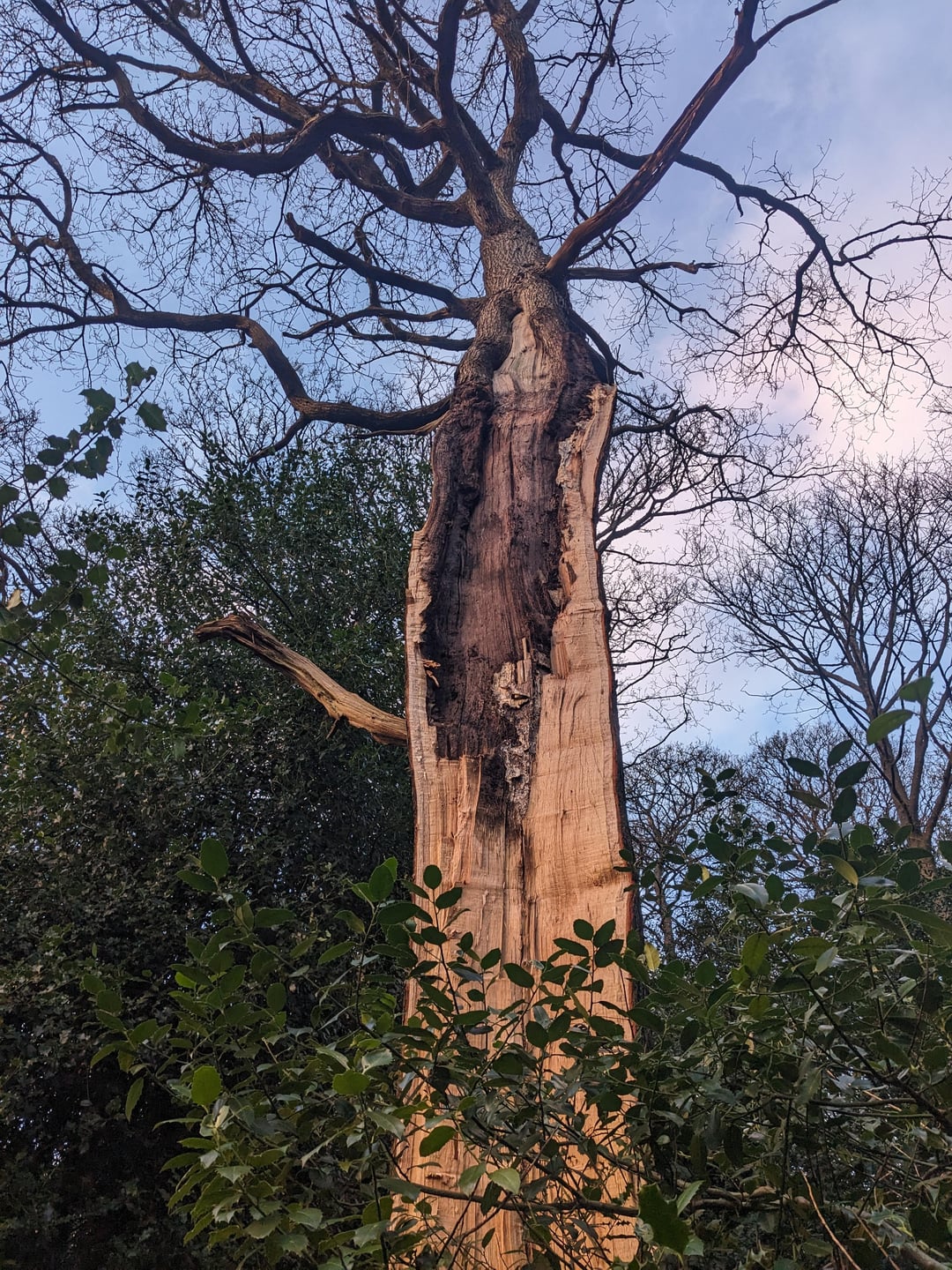 How dangerous is this tree? - All For Gardening