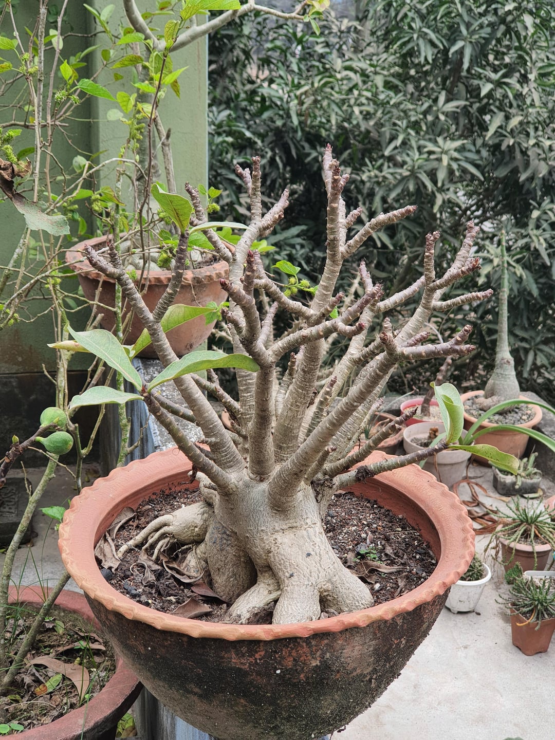 Adenium arabicum “Black hawk”, the black skinned monster is ready to ...