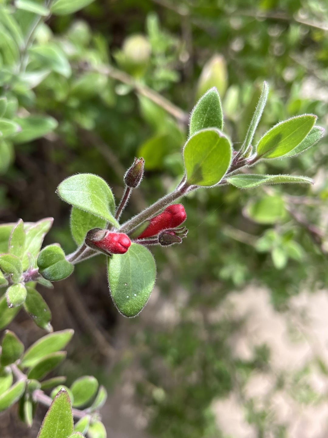 Island Bush Snapdragon buds poppin out for Valentine’s Day - All For ...