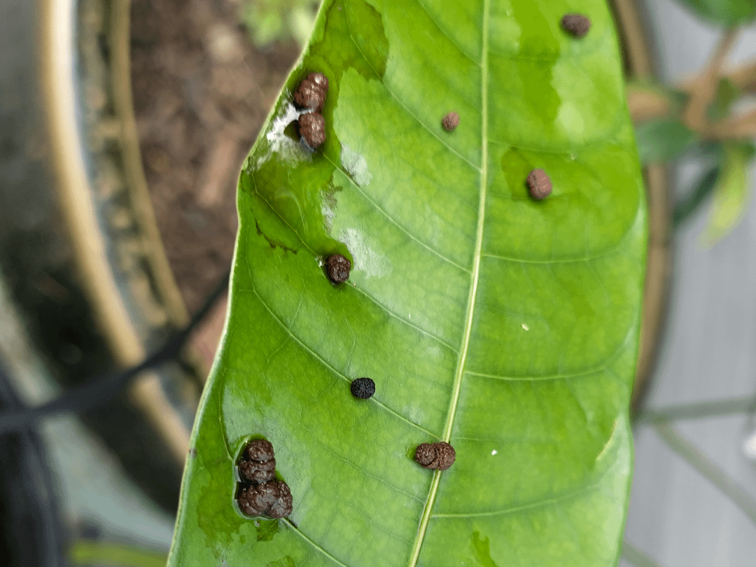 Help! What are these brown blobs that look like poo that keep appearing ...