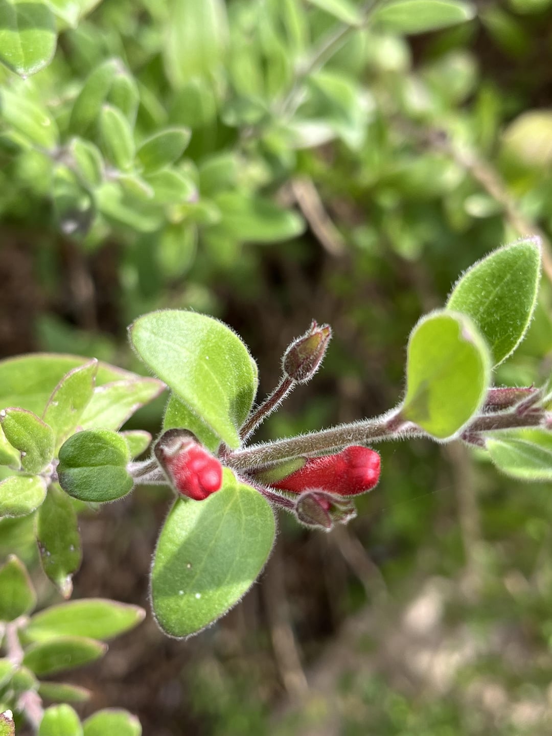 Island Bush Snapdragon buds poppin out for Valentine’s Day - All For ...