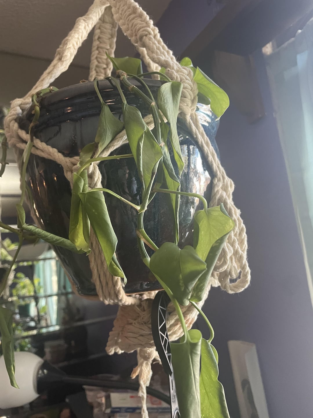 what to do about droopy leaves? - All For Gardening