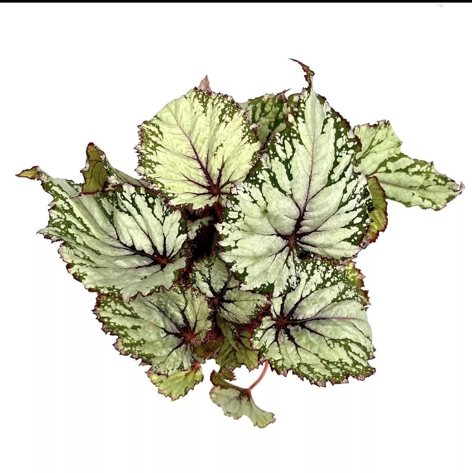 Begonia Rex first time owner. Any wisdom you can pass on? - All For ...