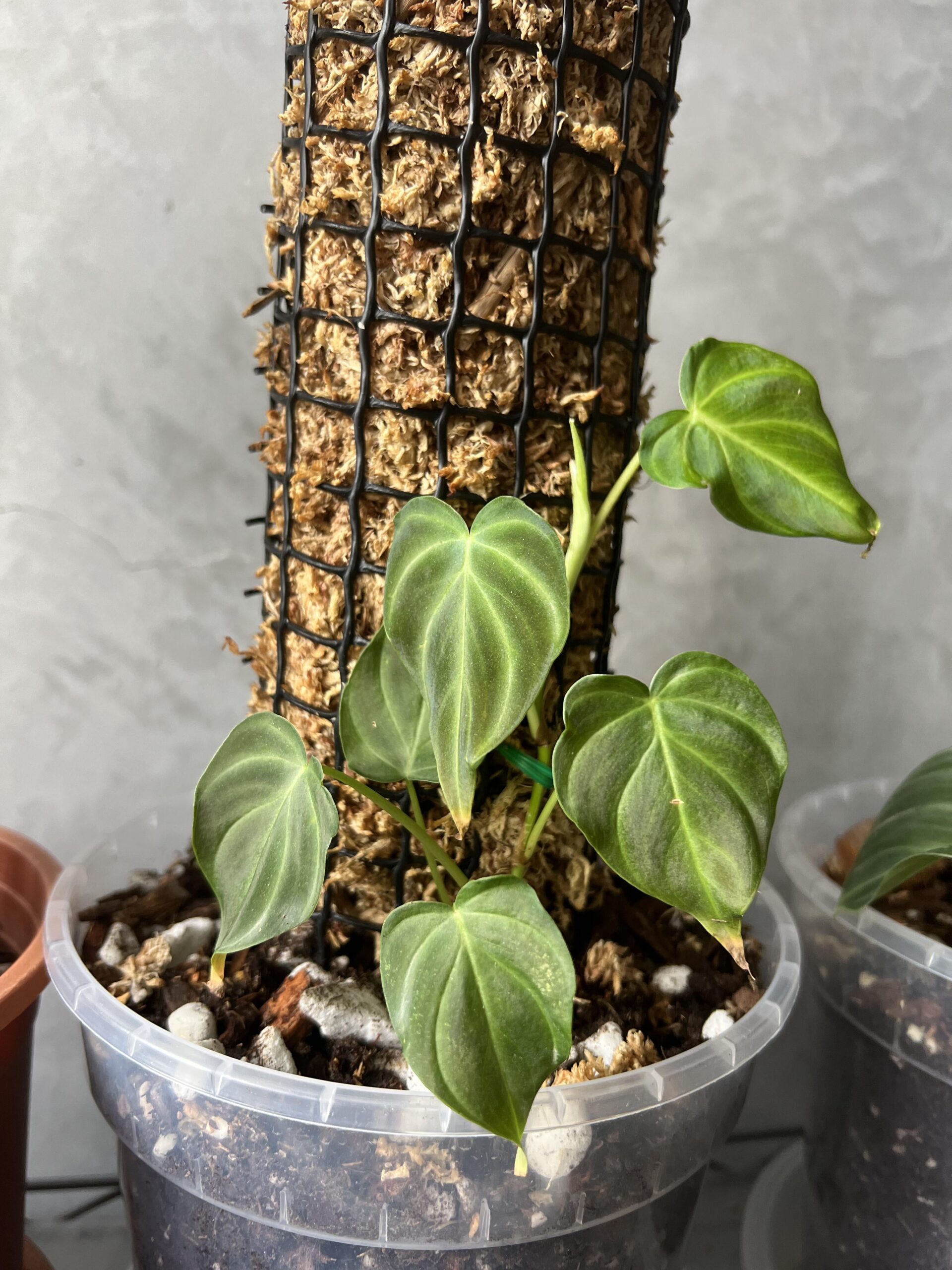 Advice needed for verrucosum 🥹 - All For Gardening