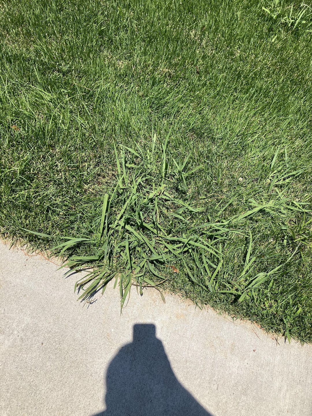 Have these all over the yard. What is it and how do I get rid of it ...