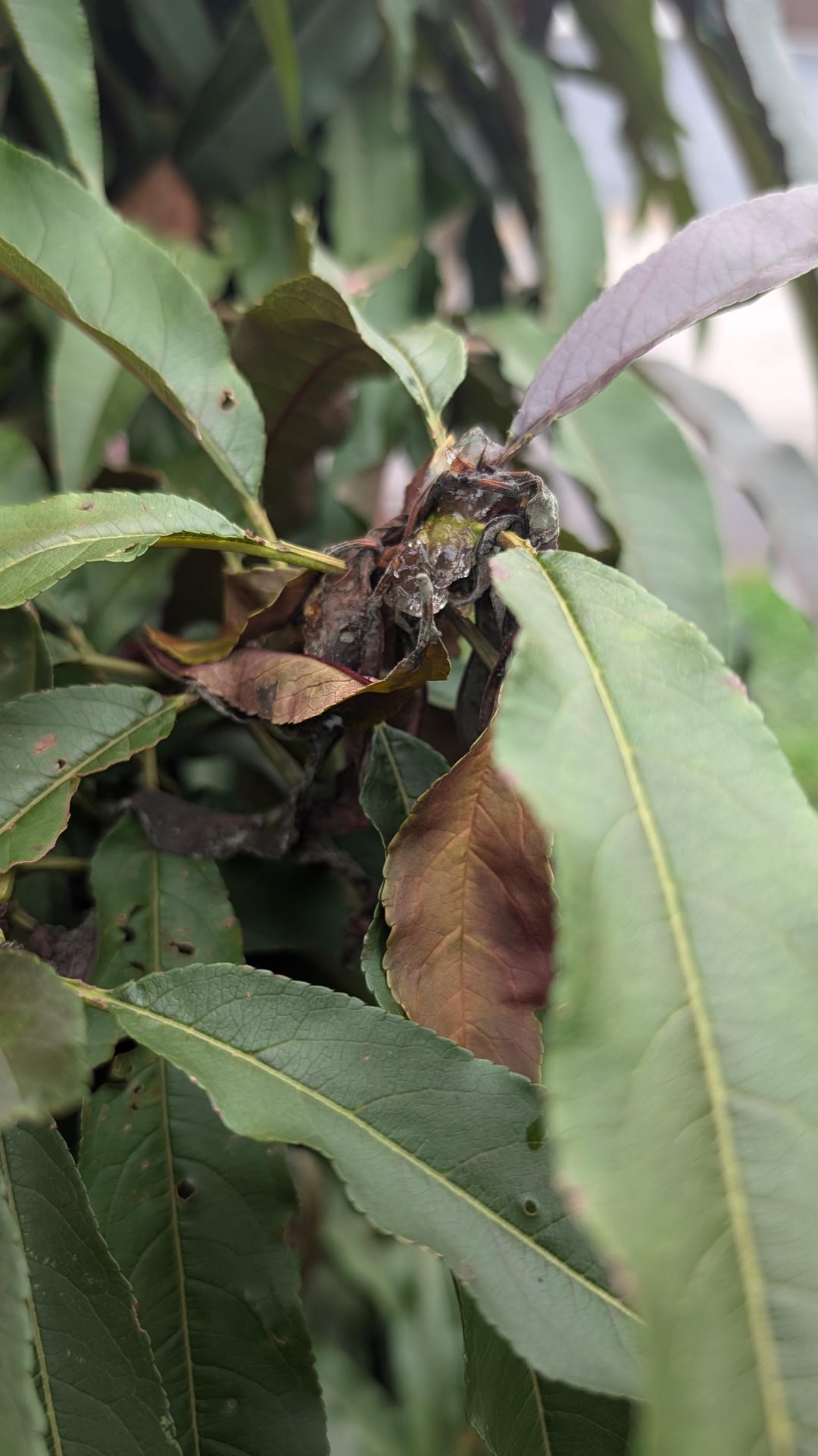 What's going on with my peach tree, why is there clear goo like ...