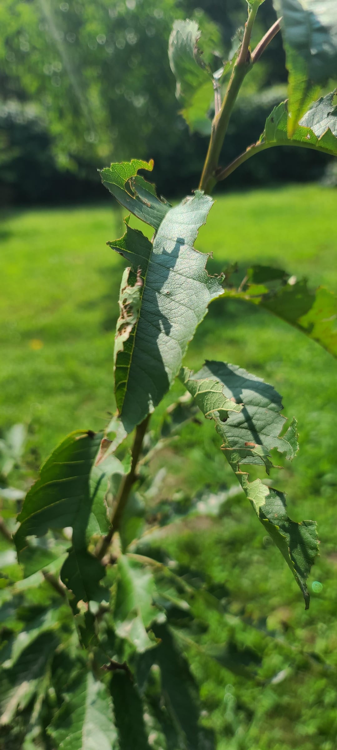 What is eating this cherry tree? And how do I treat it? - All For Gardening
