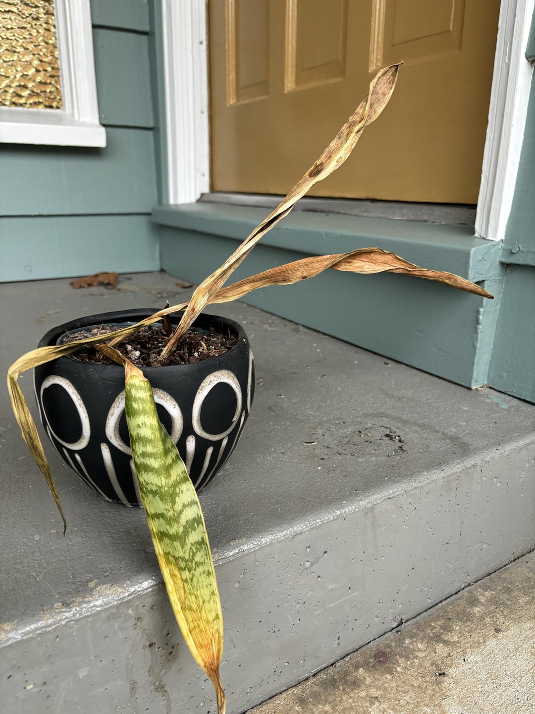 I’ve just acquired a bunch of neglected plants! What are they? Can I ...