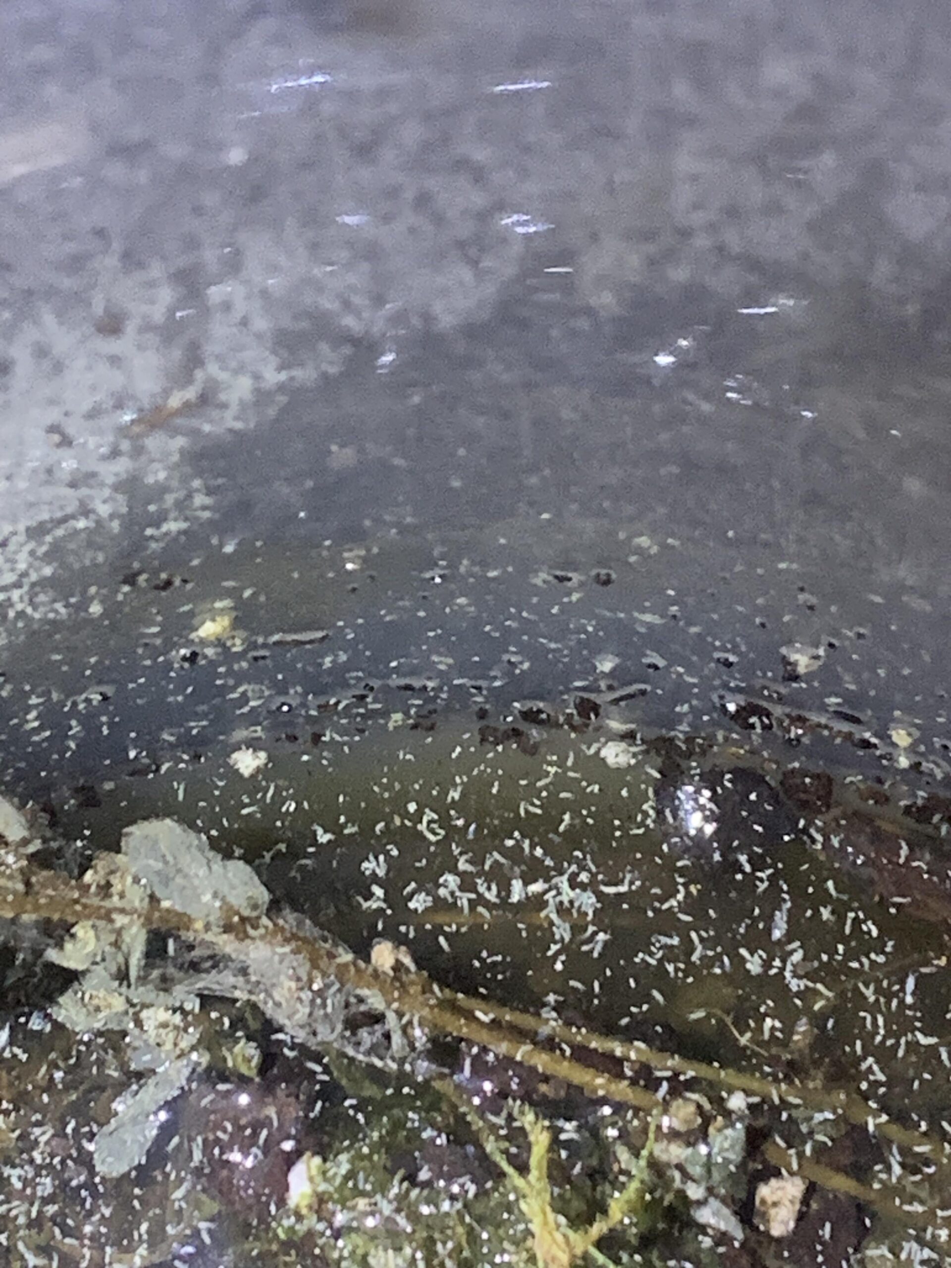 What are these little white bugs - All For Gardening