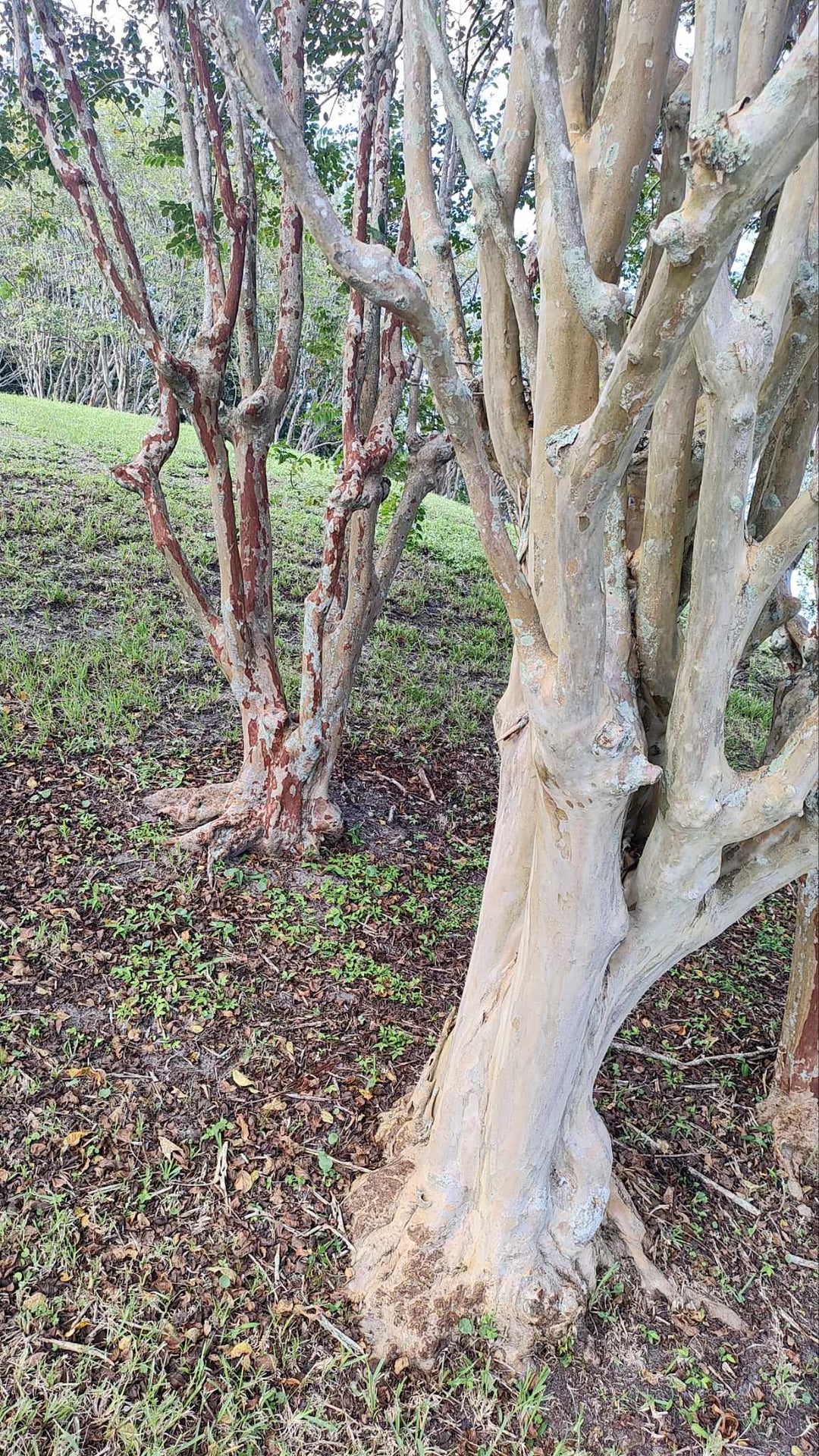 Is this normal for these trees? - All For Gardening