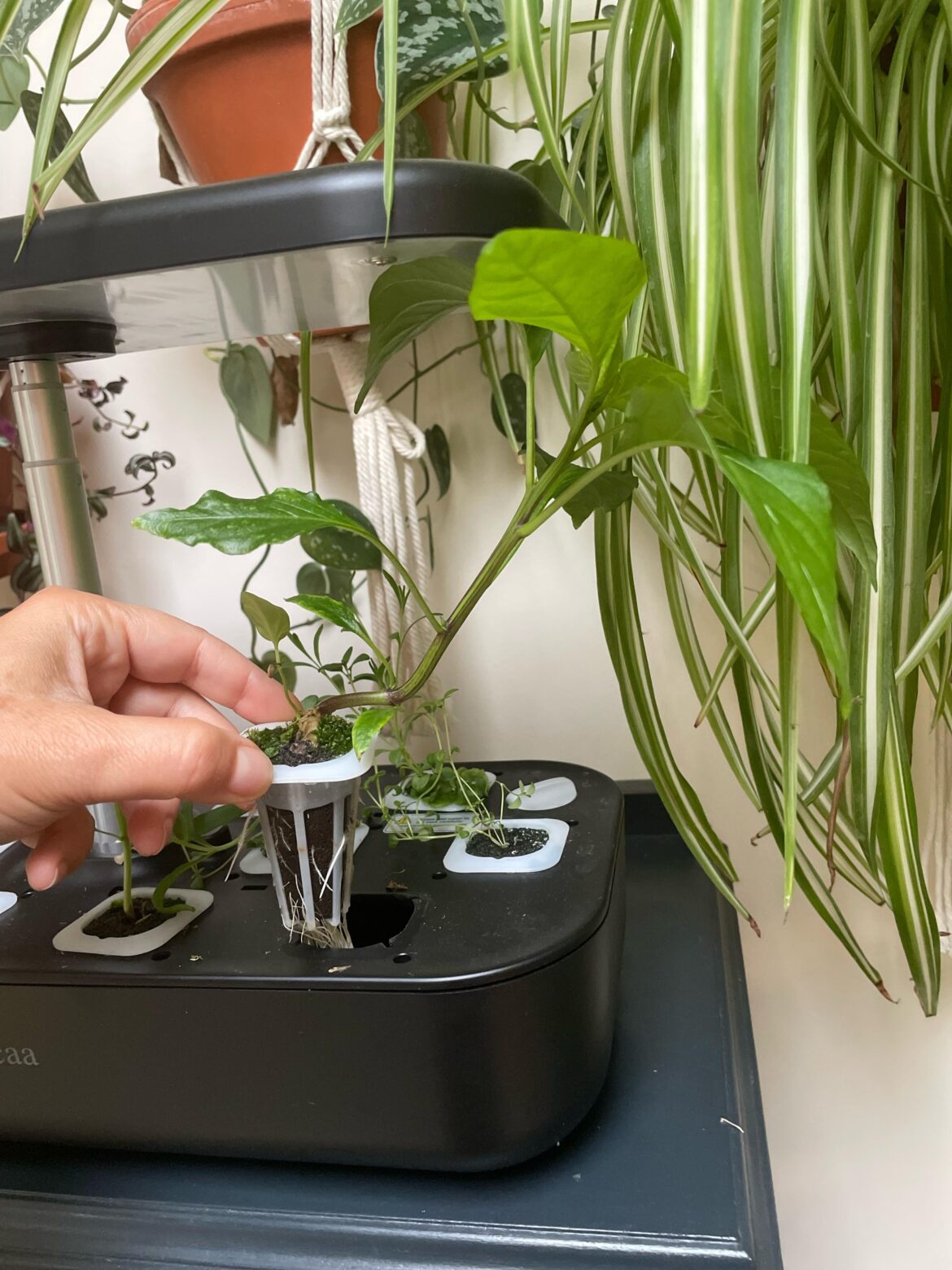 How do I move a chilli from my yoocaa hydroponic system to soil? - All ...