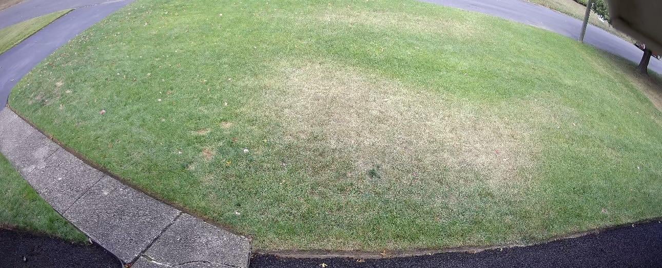 What is causing these spots in my yard - All For Gardening