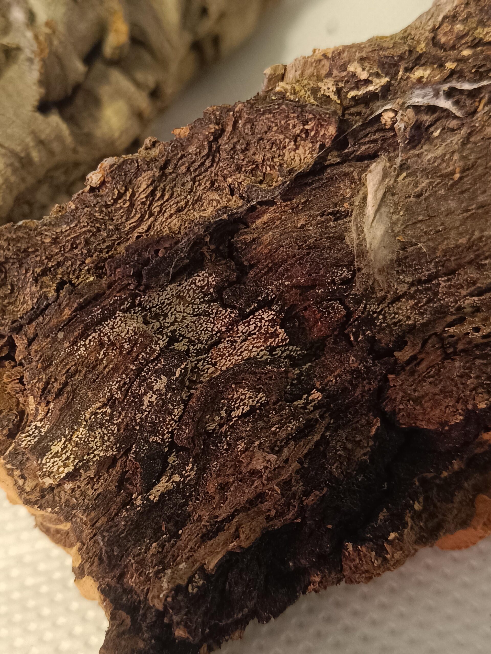 Faunabox bark - All For Gardening