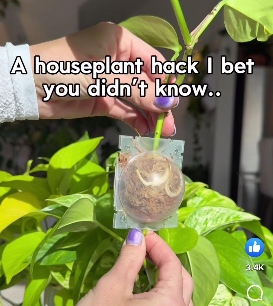 How to make a diy air layering ball? - All For Gardening