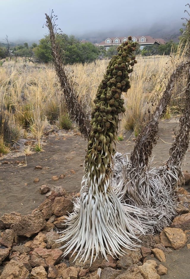 I had the opportunity to see the Mauna Kea Silversword, one of the ...