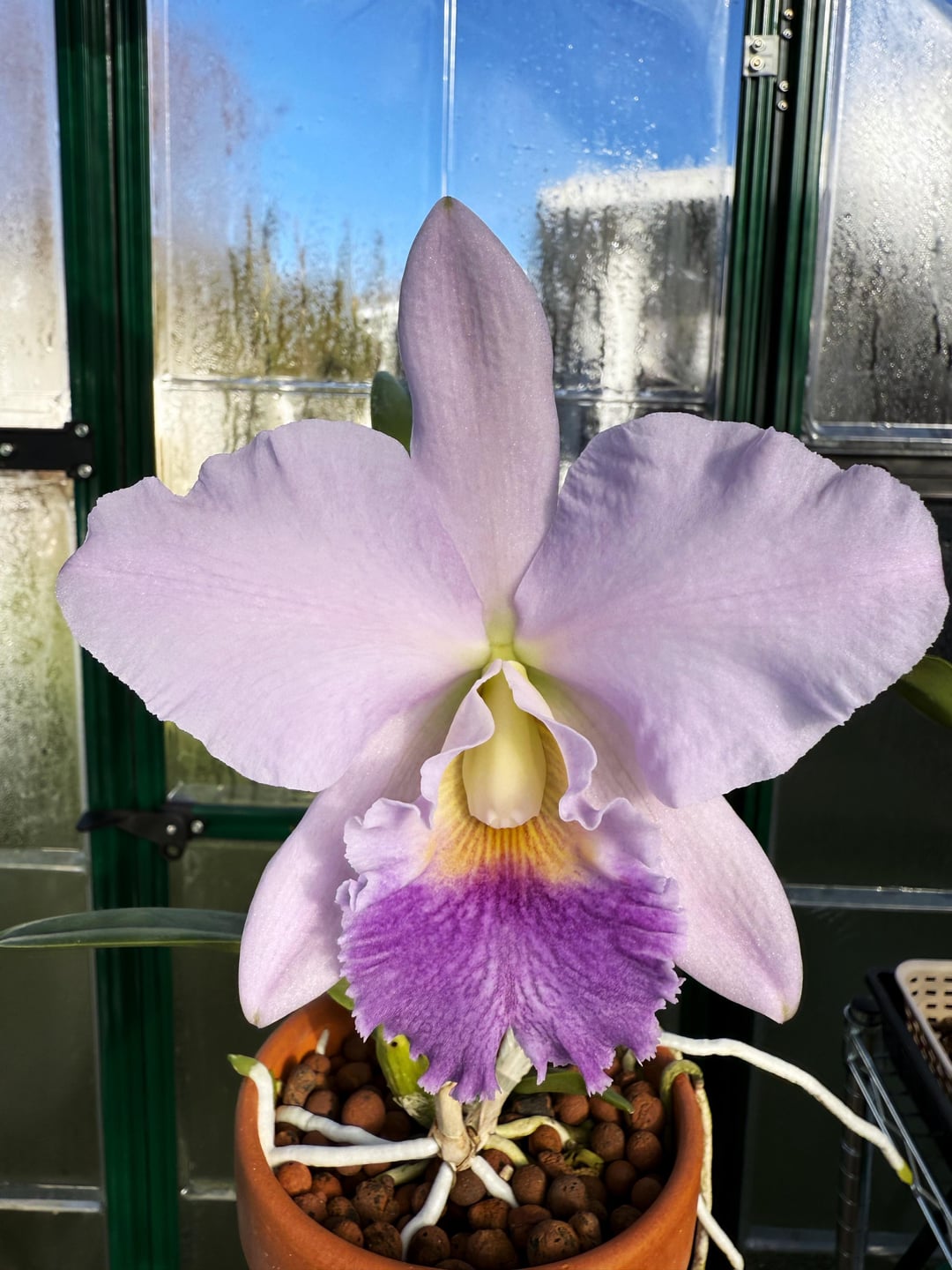 Cattleya Taygeta - the first hybrid I named - All For Gardening