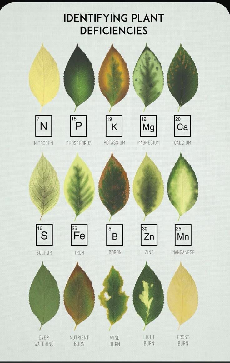 Common nutrient deficiency symptoms - All For Gardening
