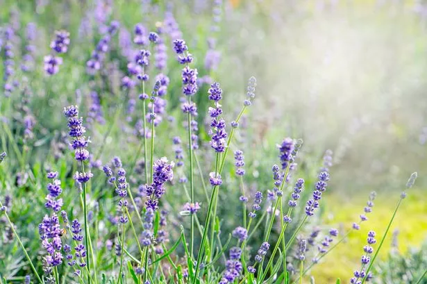 Lavender plants will thrive this summer if gardeners do 1 task now ...