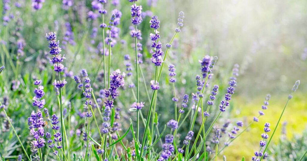 Lavender plants will thrive this summer if gardeners do 1 task now ...