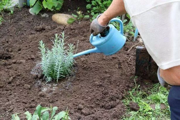 Lavender plants will thrive this summer if gardeners do 1 task now ...