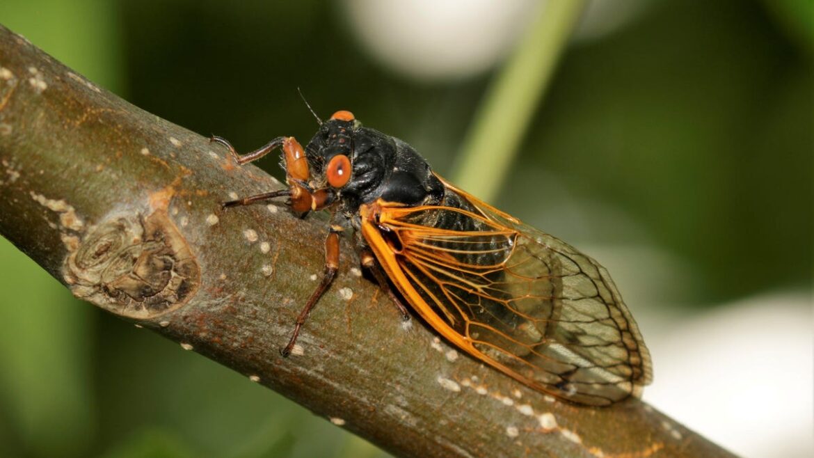 The surprising benefits of cicadas in your garden - All For Gardening