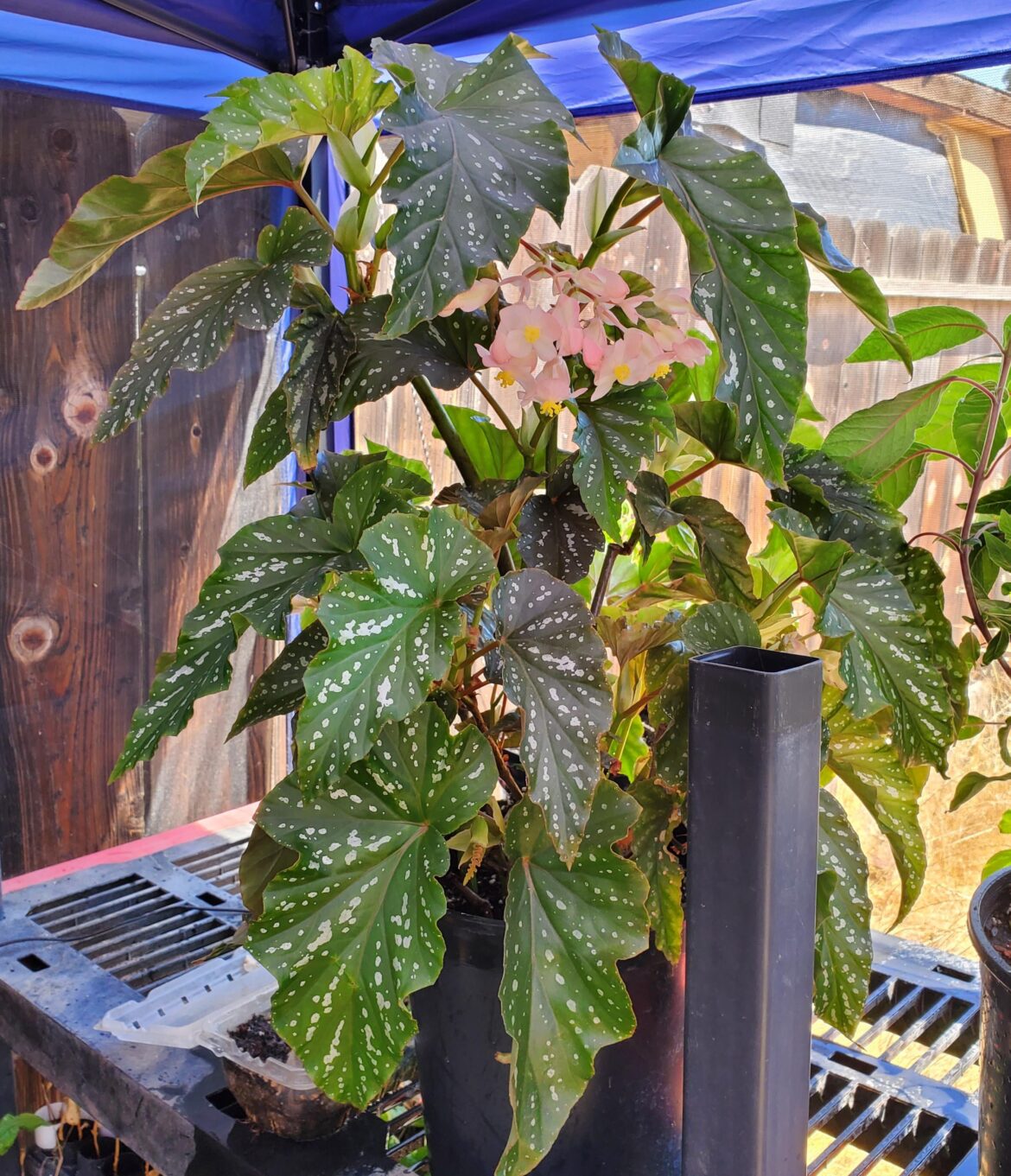 My Angel Wing Begonia 'Silver Mist' survived a difficult move to a much ...