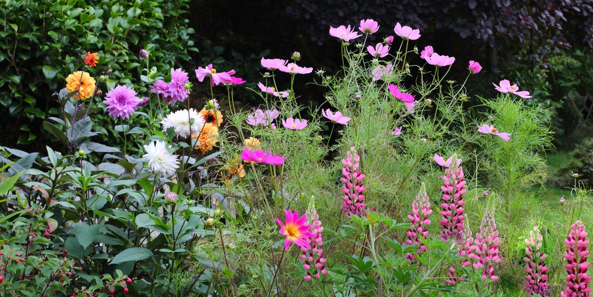 How To Collect Seeds From Perennials - All For Gardening