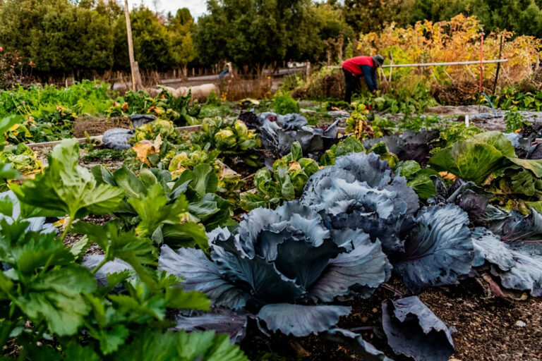 The gardening trends for 2026 that prioritize soil health, pollinators ...