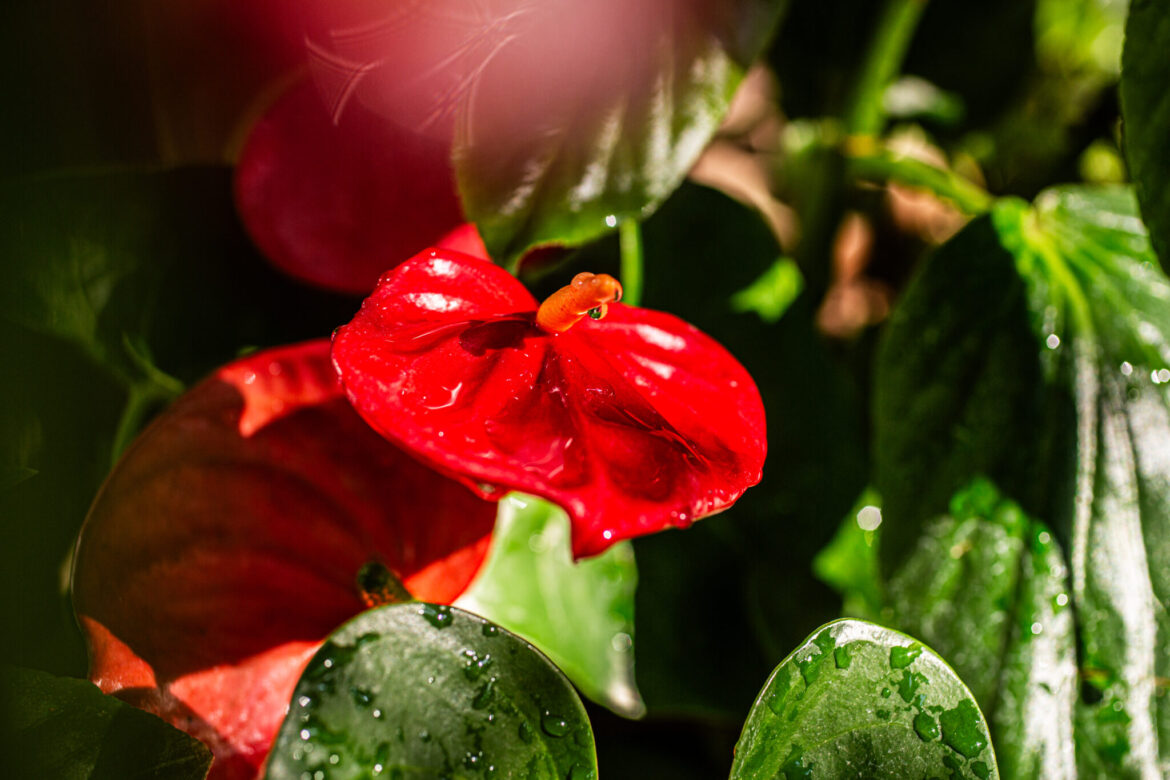 The Dallas County Master Gardener Association to host the 2026 Spring ...