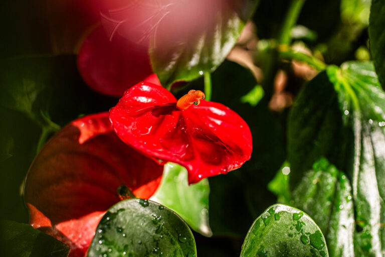 The Dallas County Master Gardener Association to host the 2026 Spring ...