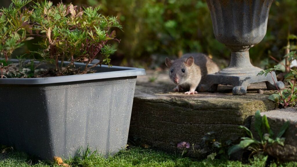 Health warning for Brits with rats in the garden — 9 ways to get rid of ...