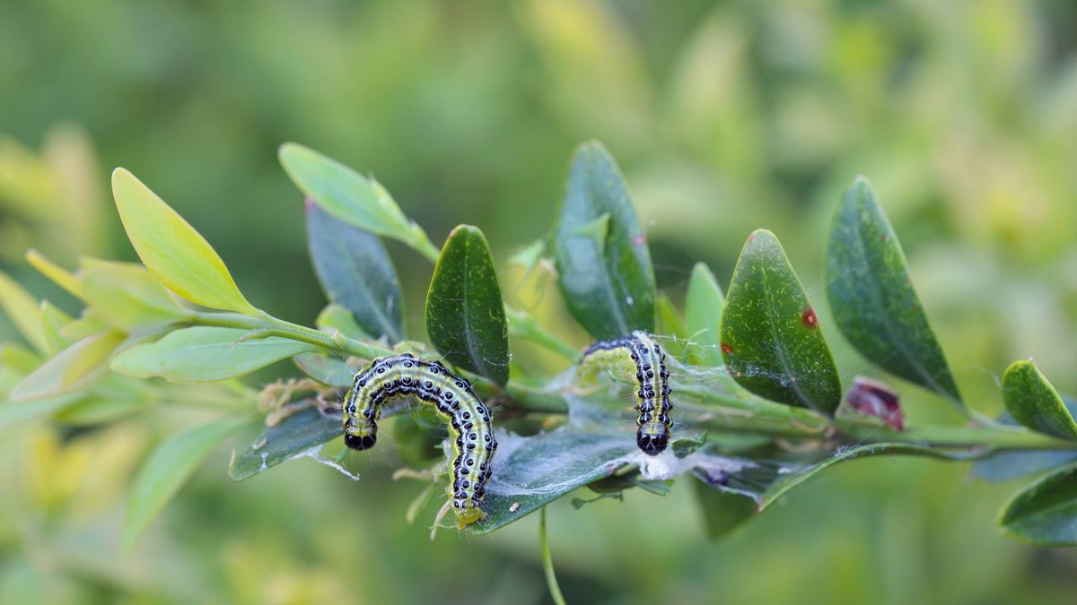 Common hedge 'under siege' from larvae says Monty Don as gardener adds ...