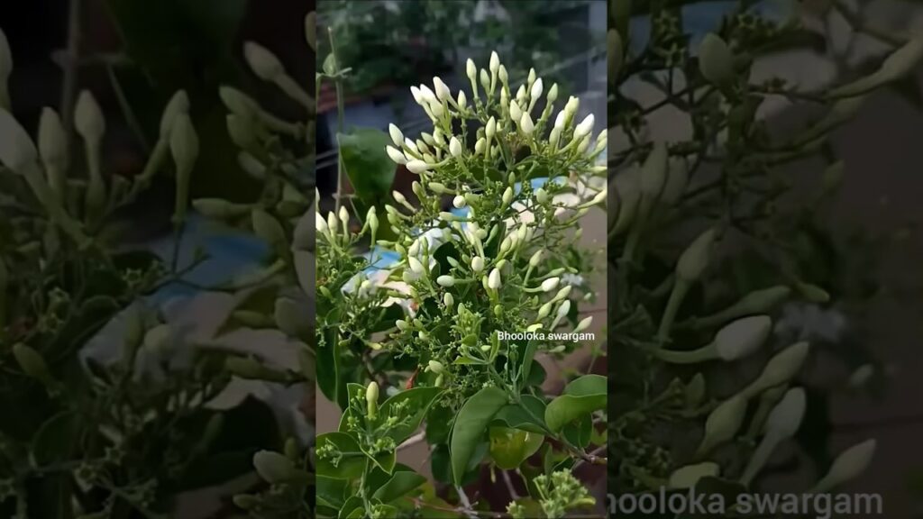 🌱Most Fragrant Jasmine Ever? ☺️Virajaji Flower Full Bloom – Telugu ...